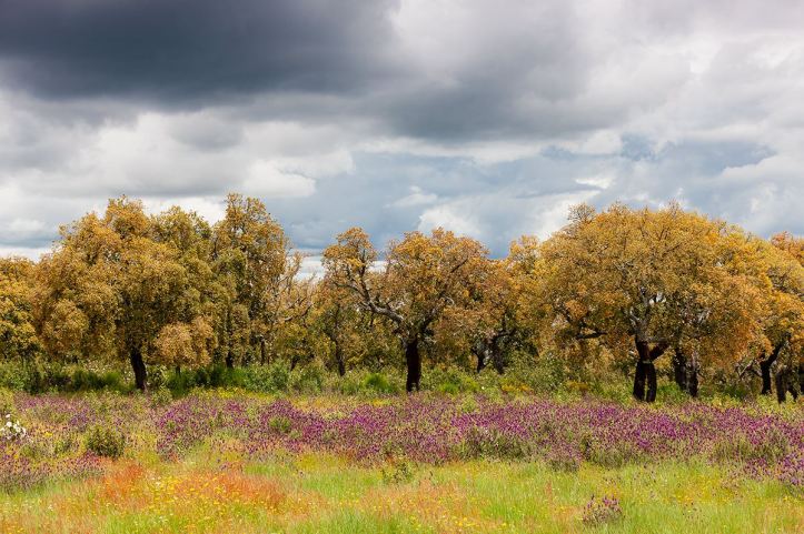 Sayago a través de los ojos de uno de los mejores fotógrafos de ...