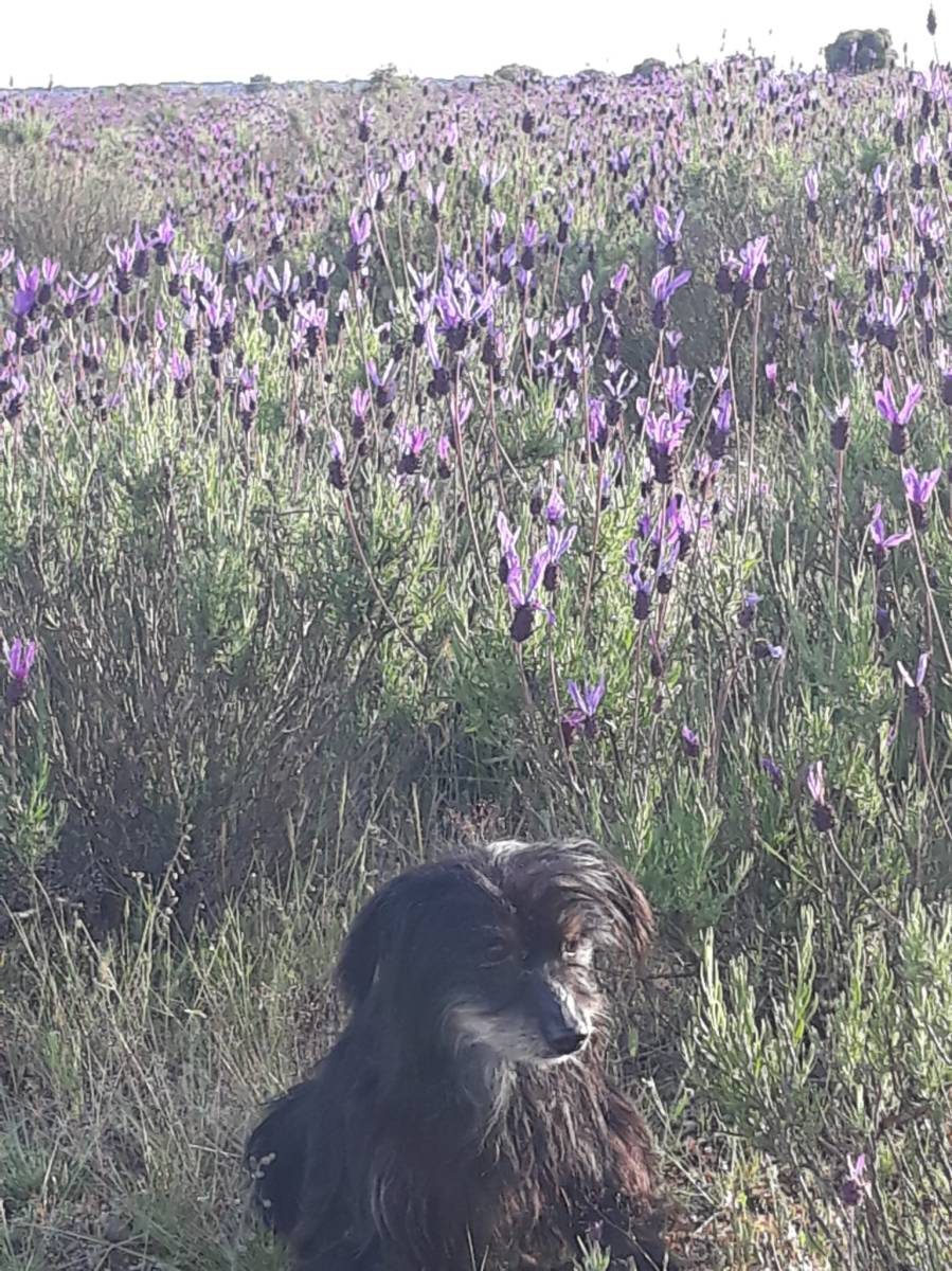 El perrico y el amo y otras cosicas del mes de Mayo en Sayago – Pueblos ...